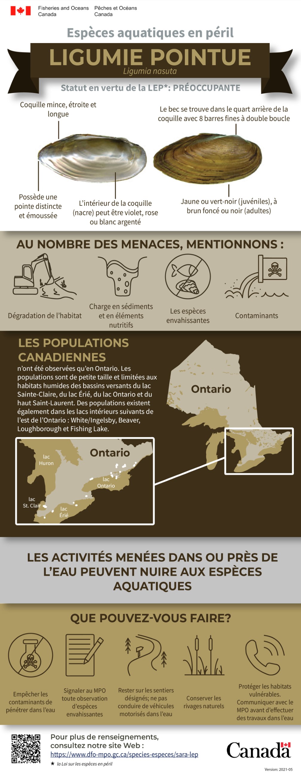 Espèces aquatiques en péril, ligumie pointue (Ligumia nasuta)