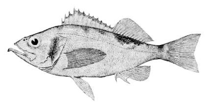 Pacific Ocean Perch (Sebastes alutus)