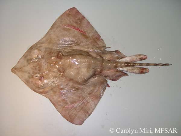 Shorttail, or Jensen's, Skate (Amblyraja jenseni)